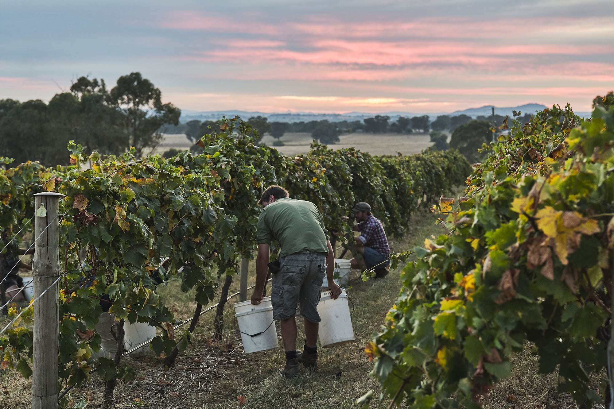Coles Nurture Fund for innovative Australian producers - Tourism North East